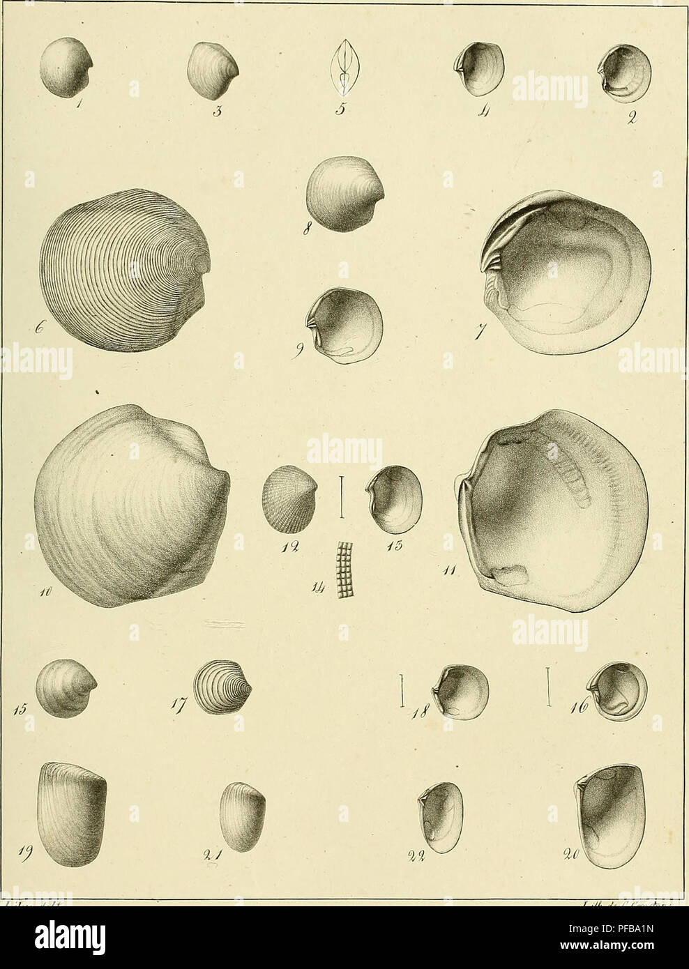 This study explores the fossilized mollusk species from the Paris ...