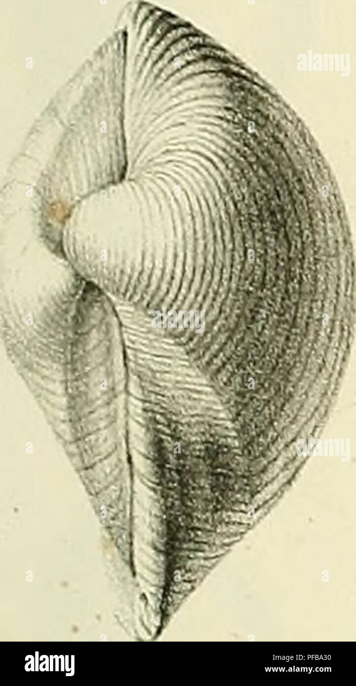 A comprehensive description of fossil shells from the Paris region ...