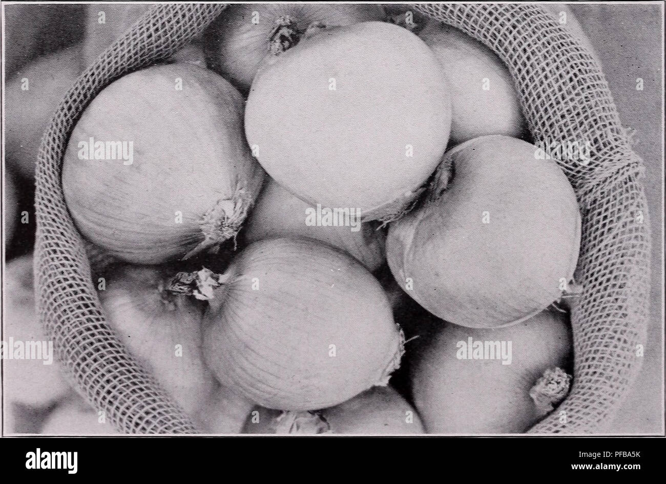 Thrips onion hi-res stock photography and images - Alamy