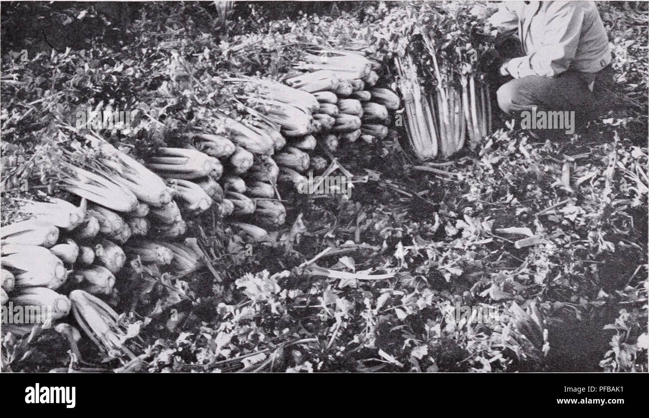 Hollow stalks hi-res stock photography and images - Alamy