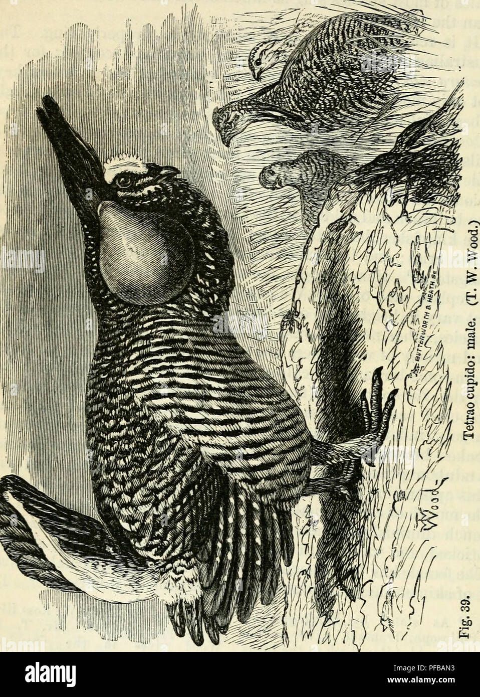 This work by Charles Darwin discusses human evolution, natural ...