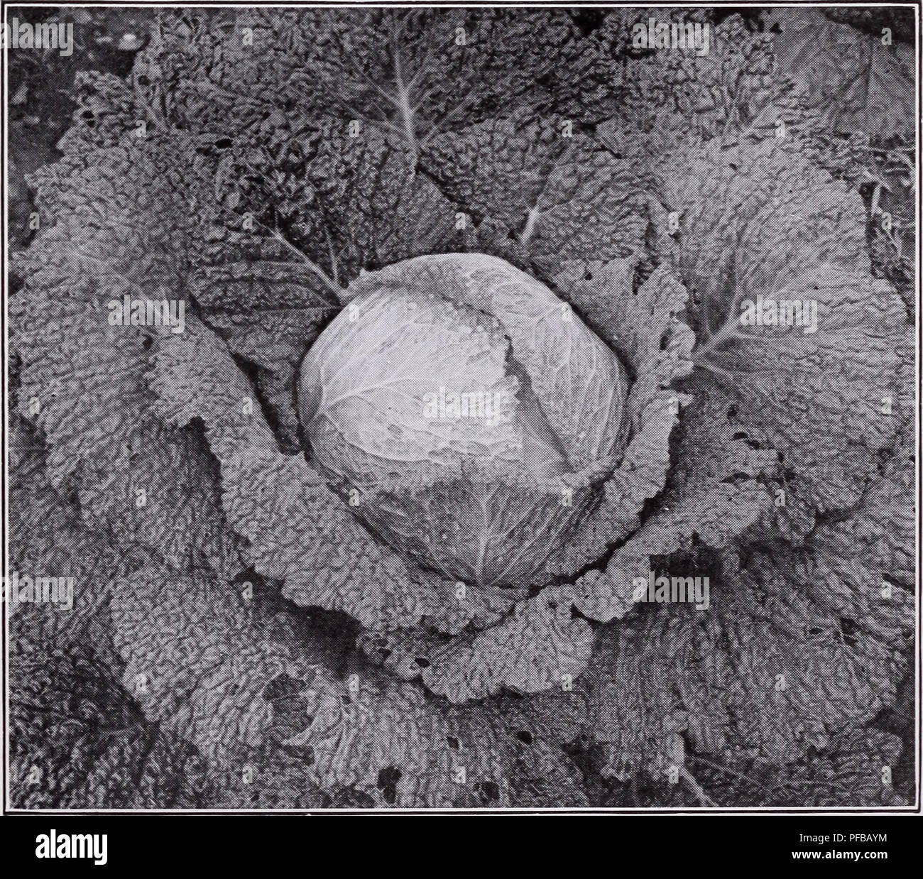 This catalog presents various vegetable varieties and cultivation tips ...