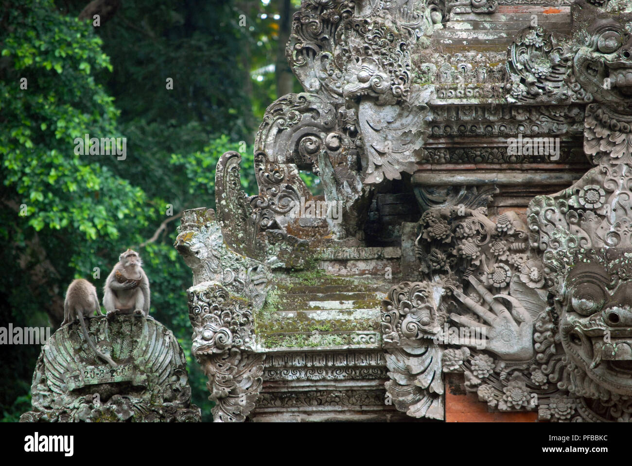 Monkey's at Sacred Monkey Forest Sanctuary, Jalan Monkey Forest, Ubud ...