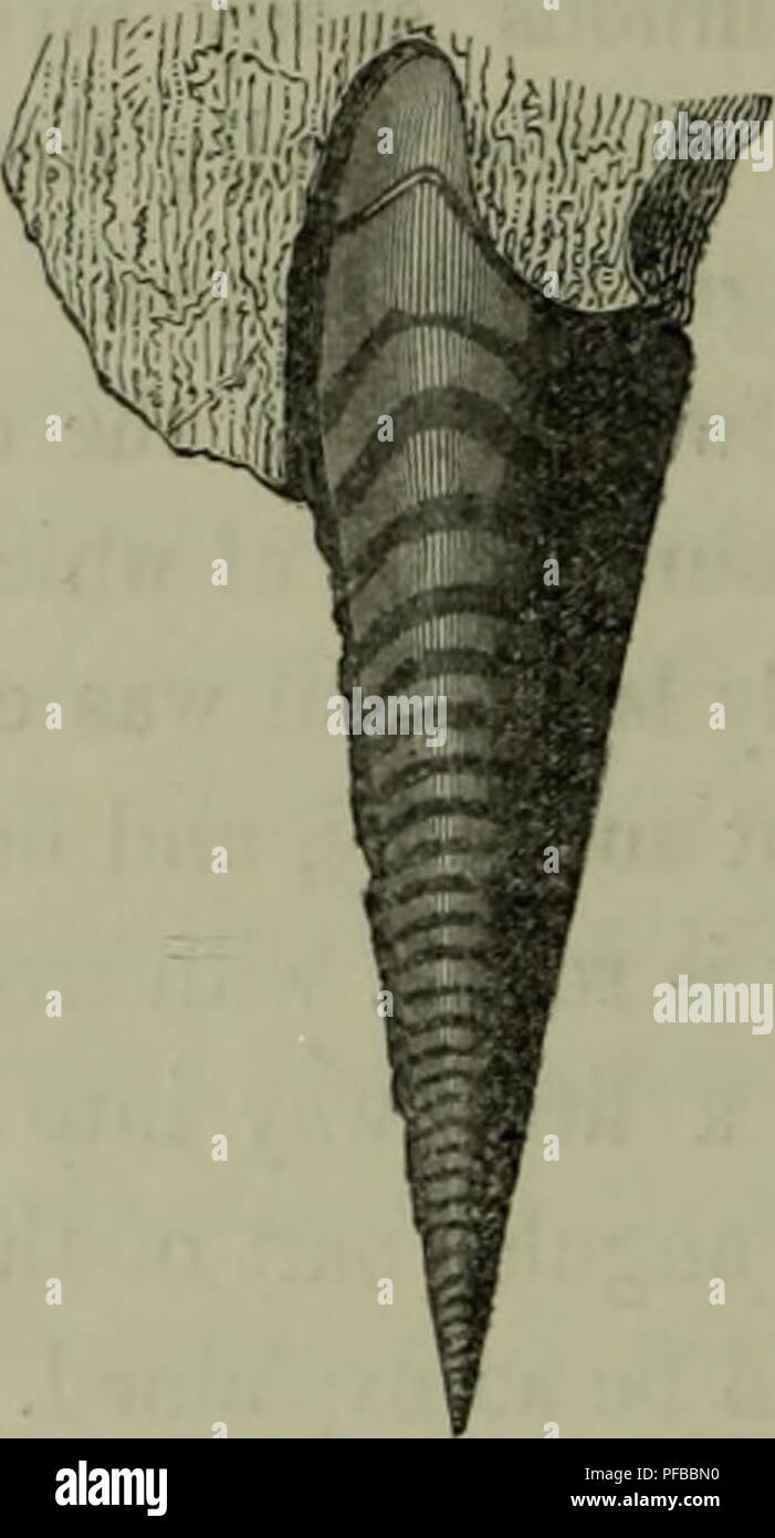 Belemnites sp hi-res stock photography and images - Alamy