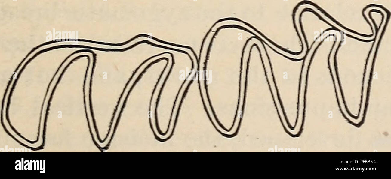 Lateral sulcus hi-res stock photography and images - Alamy