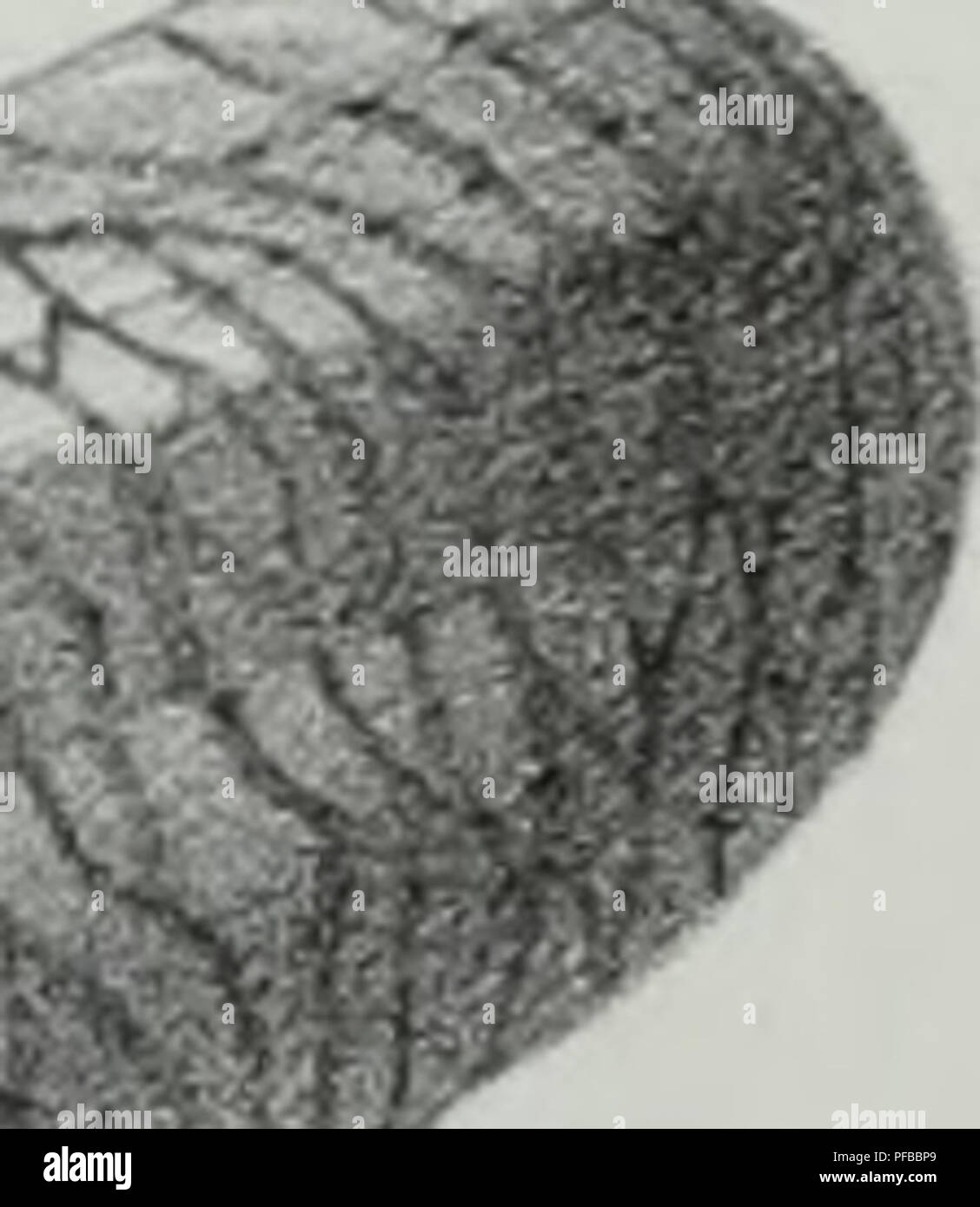 Illustration of various invertebrates discovered in the Paris Basin ...