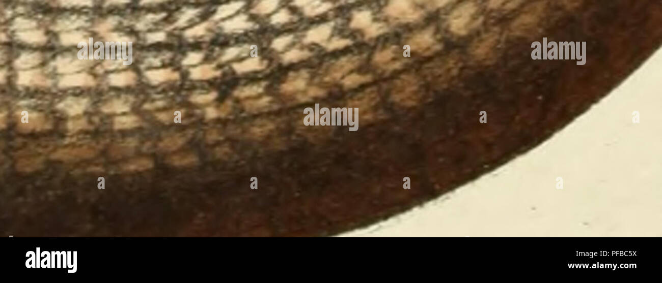 This image depicts amphibians as described in Johann Wagler's work ...