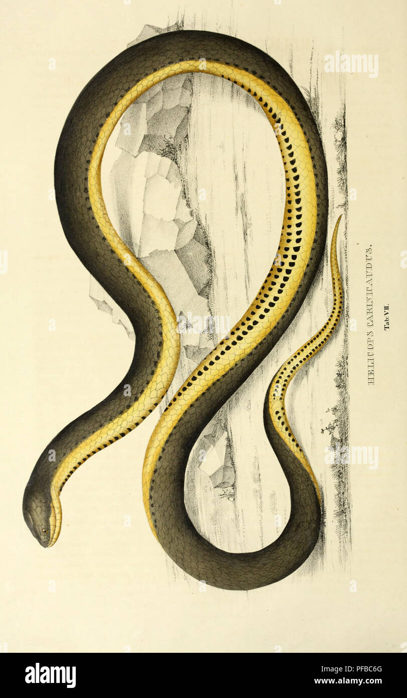 This work by Johann Wagler provides detailed descriptions and ...