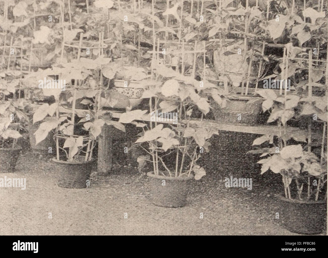 This catalog offers a comprehensive list of ornamental and flowering ...