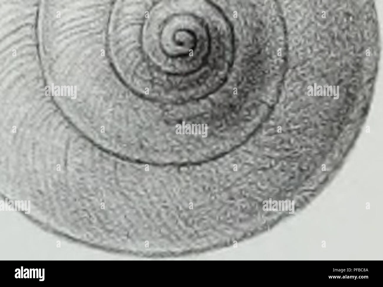 This work by Gérard Paul Deshayes focuses on the invertebrates ...