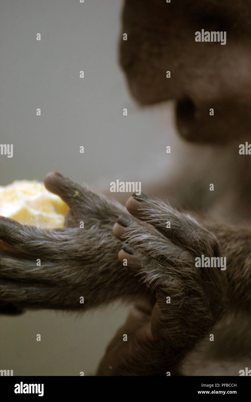 Monkey's hands at Sacred Monkey Forest Sanctuary, Jalan Monkey Forest ...