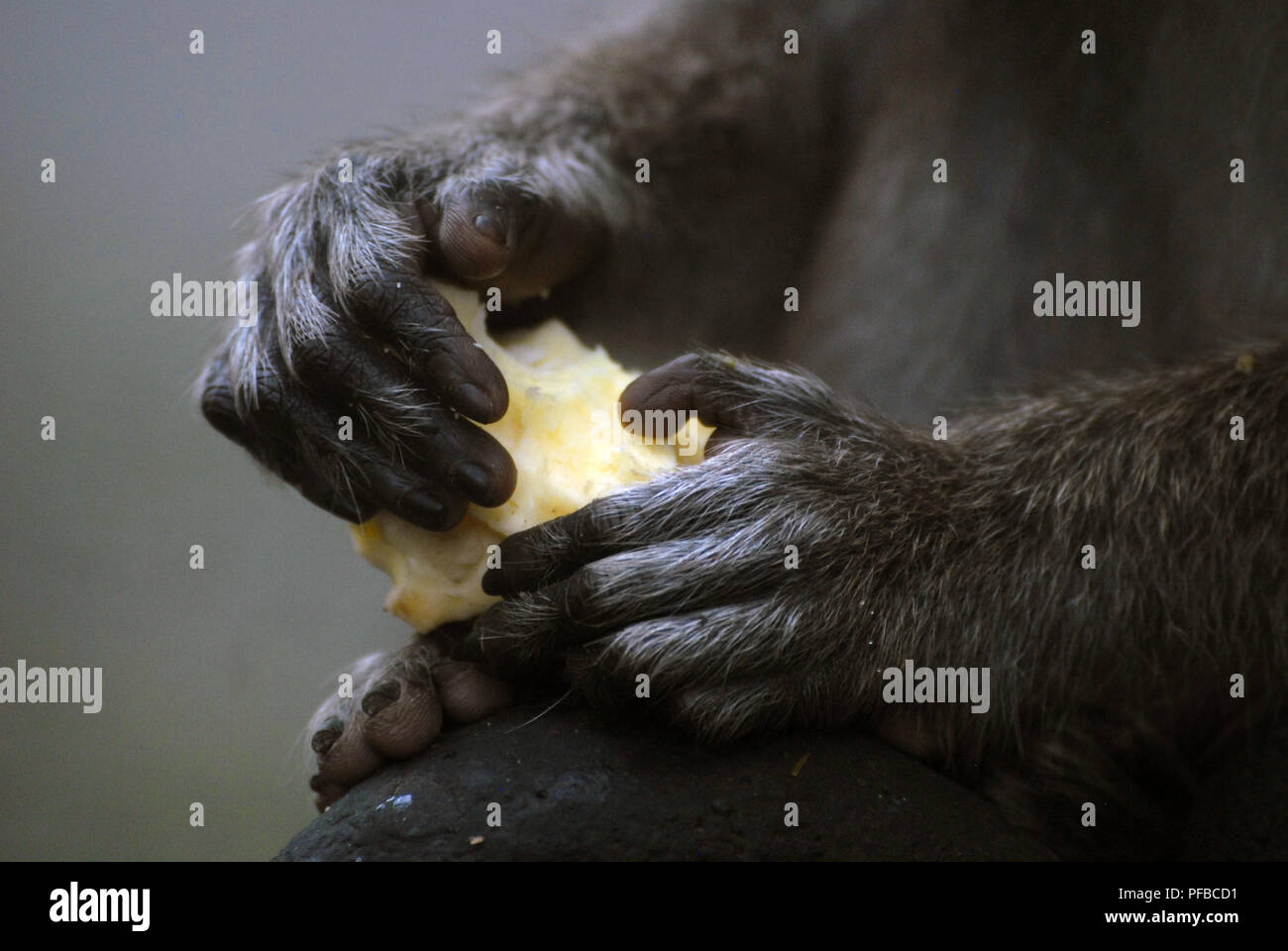 Monkey hands hi-res stock photography and images - Alamy