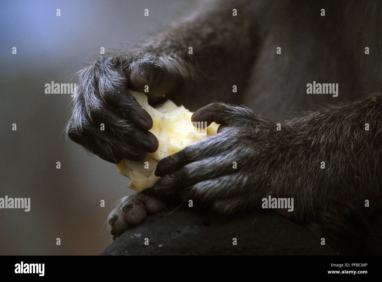 Monkey's hands at Sacred Monkey Forest Sanctuary, Jalan Monkey Forest ...