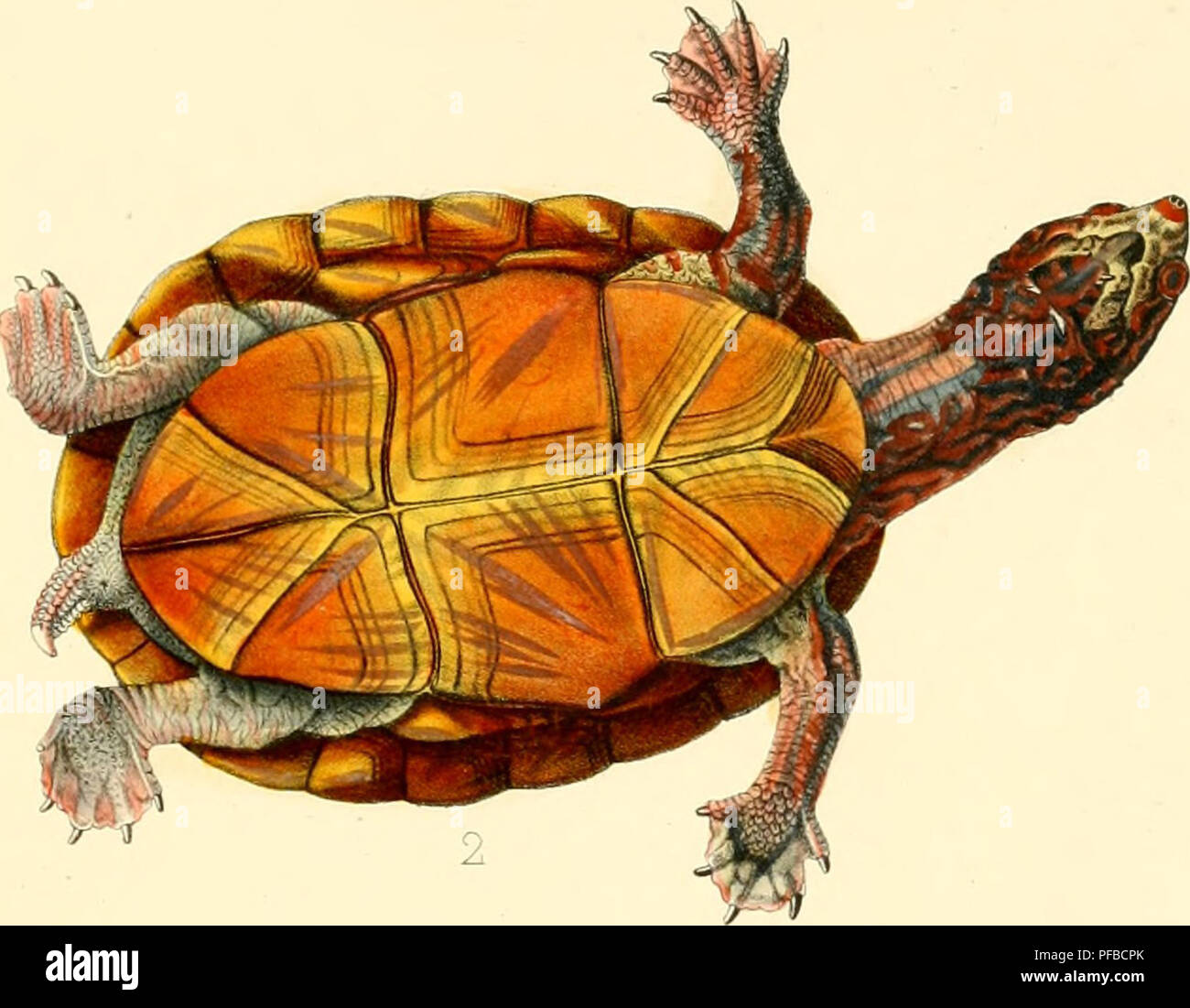 This French text provides descriptions of newly discovered or ...