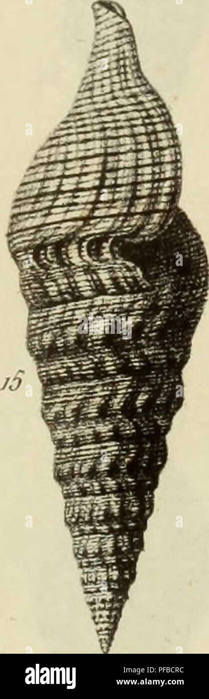 This paleontological work describes the fossilized mollusk shells found ...