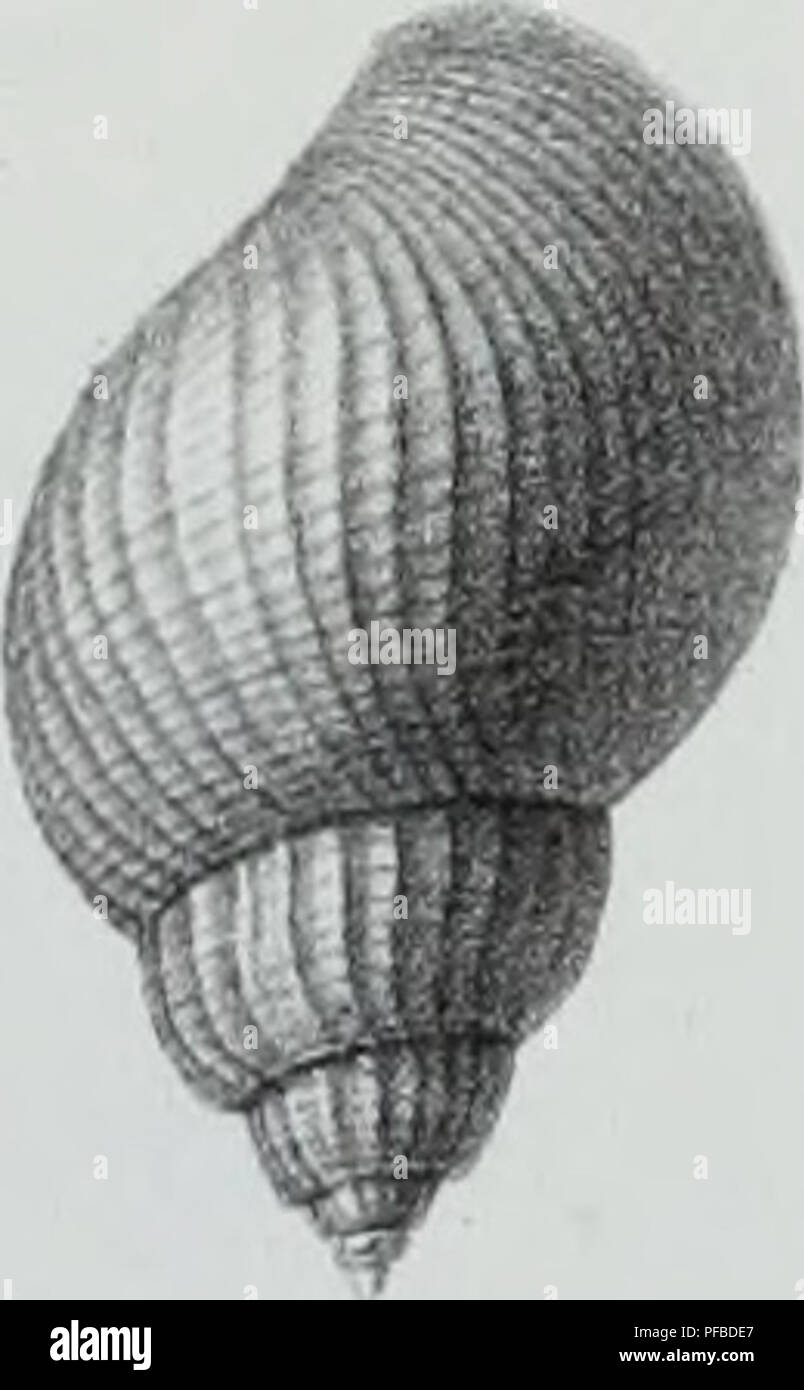 This work provides descriptions of invertebrates discovered in the ...