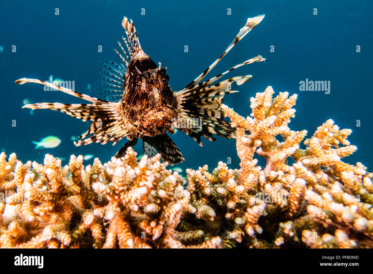 Lion fish in the Red Sea Colorful and beautiful, Eilat Israel a.e Stock ...