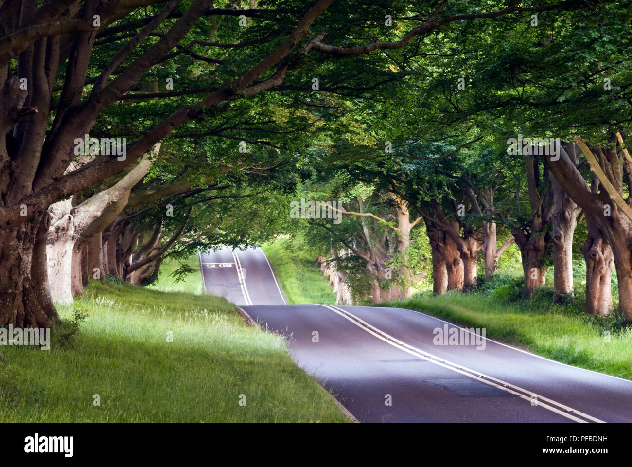 Summer greenery at an historic beech tree avenue which flanks the B3082 ...