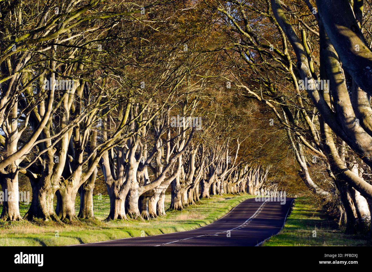 Autumn colours at an historic beech tree avenue which flanks the B3082 ...