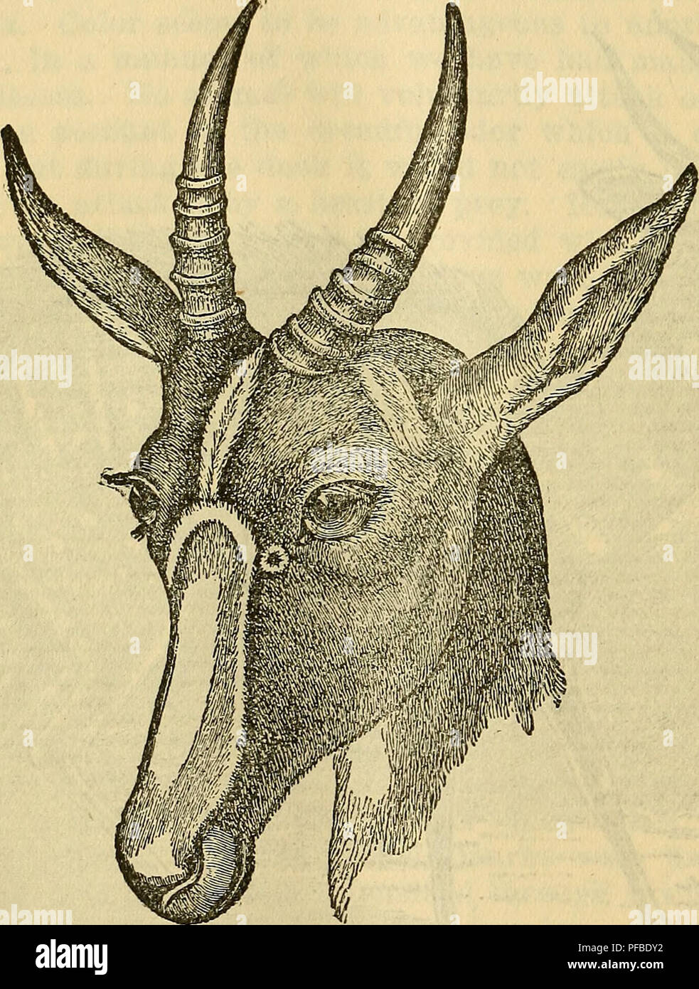 This excerpt from Charles Darwin's 'The Descent of Man' explores the ...