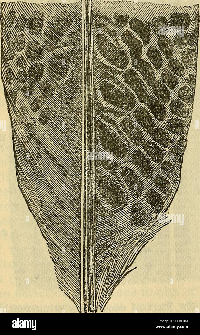 Charles Darwin's *The Descent of Man* explores the theories of ...