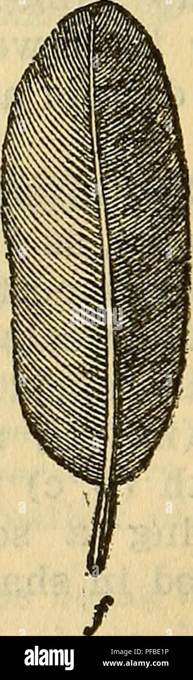. The descent of man : and selection in relation to sex. Evolution ...
