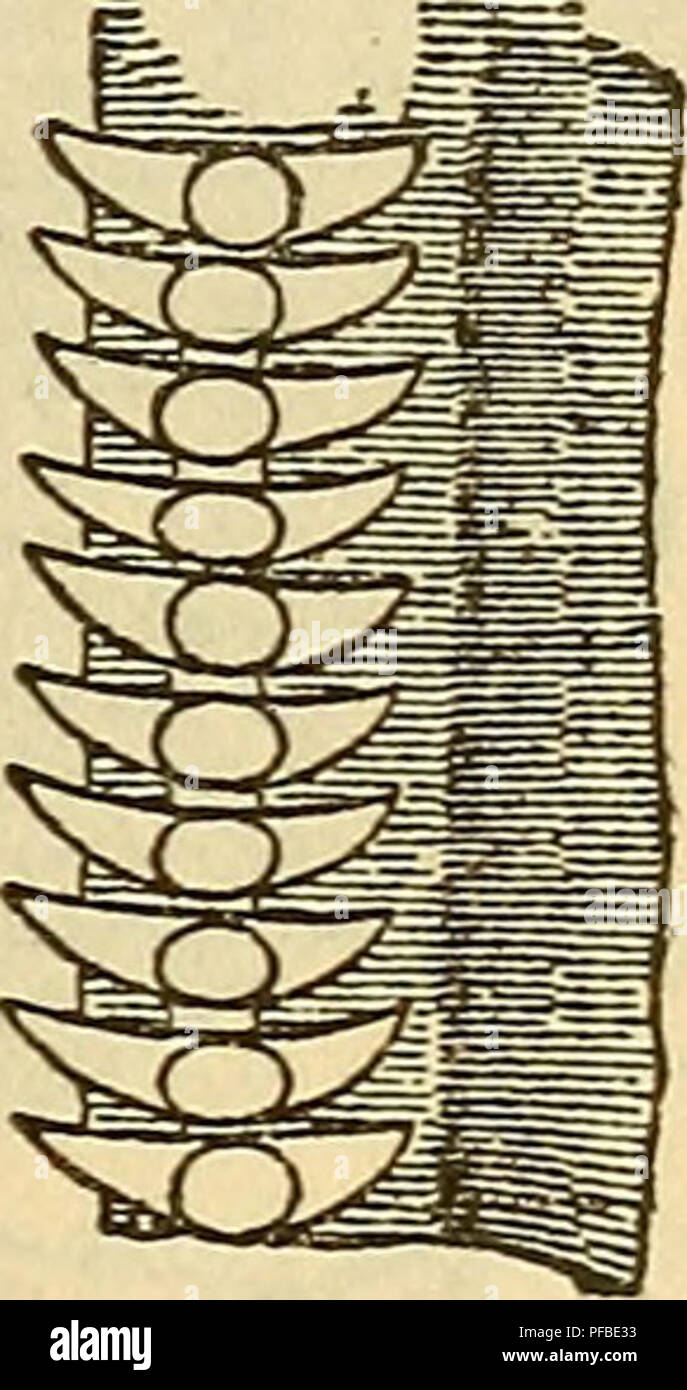 Charles Darwin's work on the descent of man discusses natural selection ...