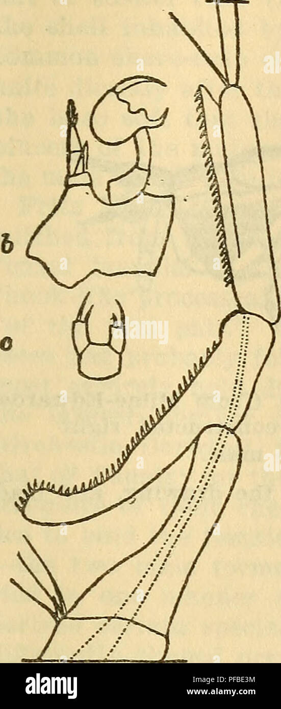 In this classic work, Charles Darwin explores human evolution, natural ...