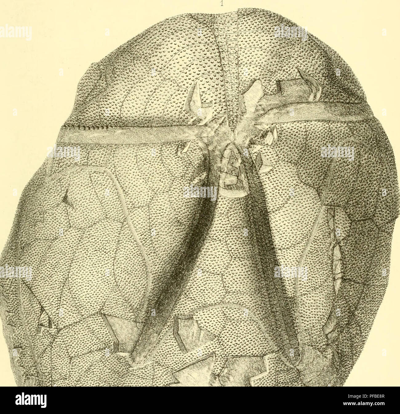 This publication provides a detailed description of the fauna from the ...