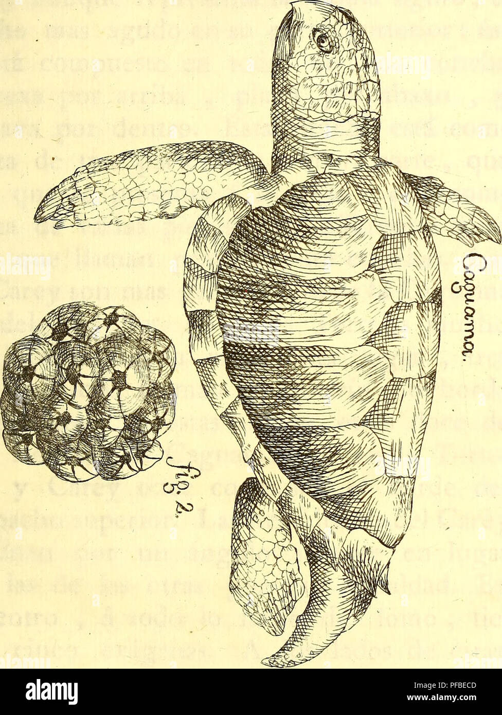 This 1787 Spanish work describes various pieces of maritime natural ...