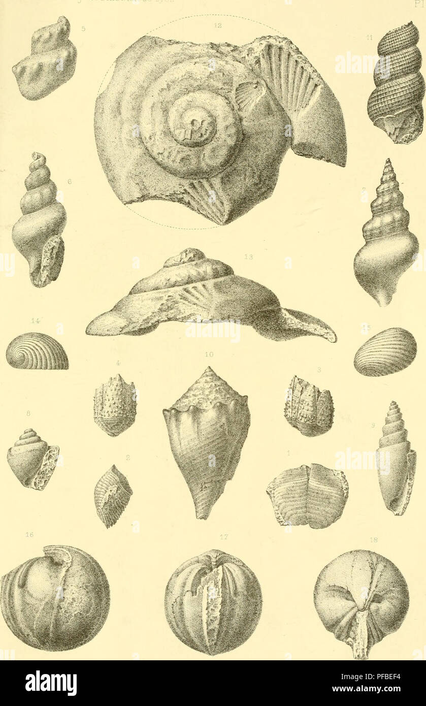 This work by Arnould Locard and Gustave Cotteau explores the fauna of ...