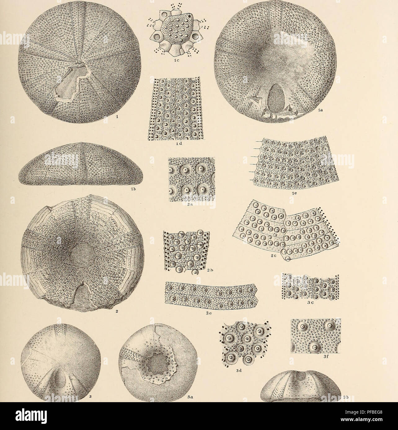 Echinoids hi-res stock photography and images - Alamy