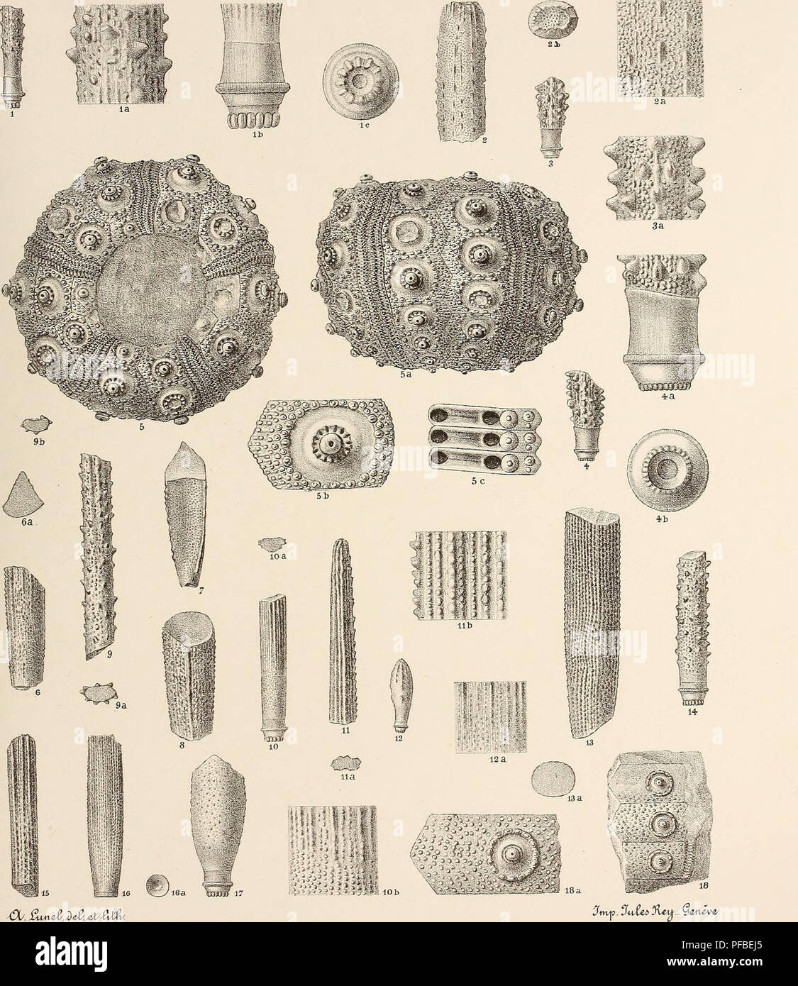 This image depicts fossils of sea urchins from the Jurassic period in ...