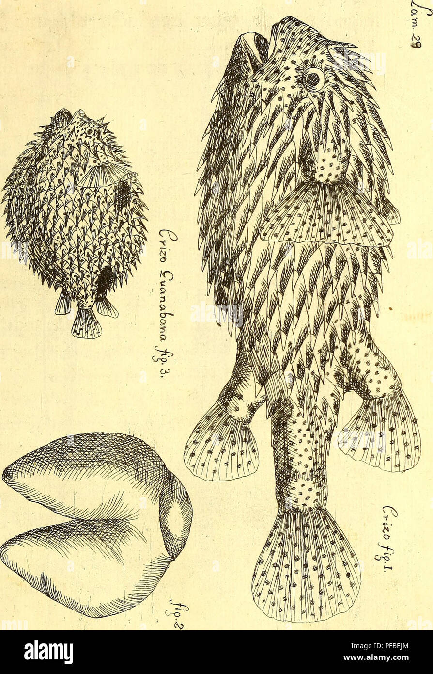 A historical natural history work from 1787, describing marine animals ...