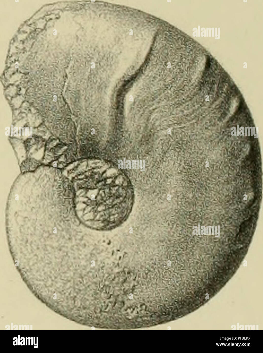 This paleontological work describes ammonite fossils found in the ...