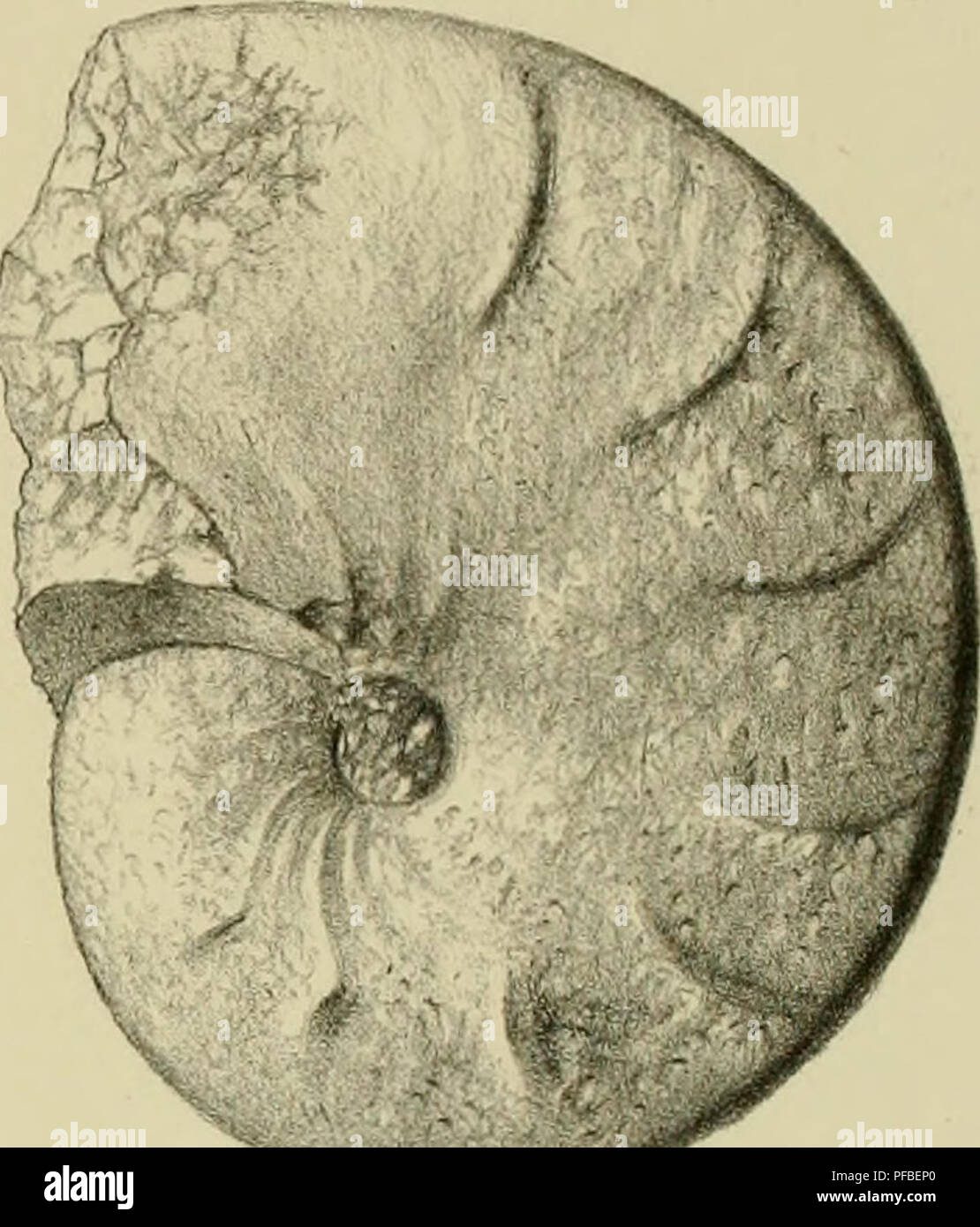 This paleontological study focuses on ammonites found in the limestone ...