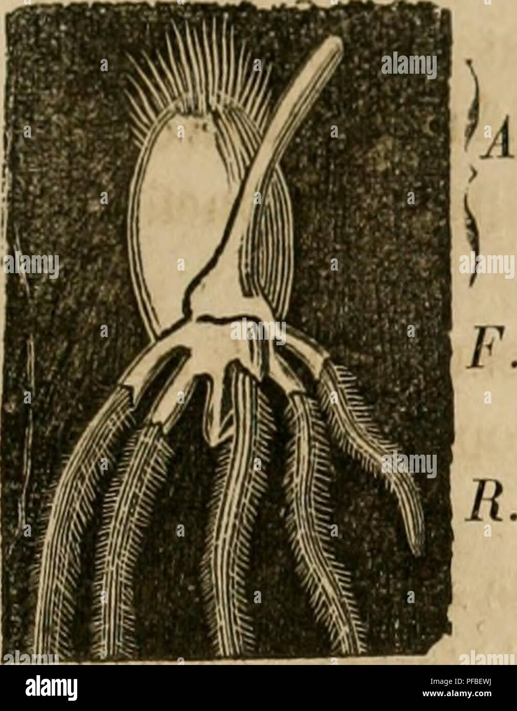 This botanical description details the cultivation and growth of ...