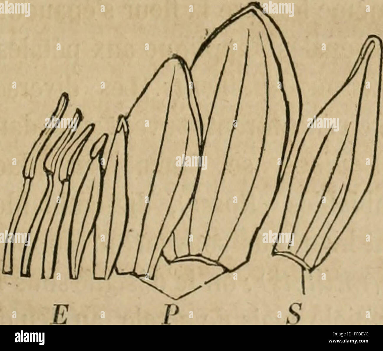 Fleurs de calice hi-res stock photography and images - Alamy