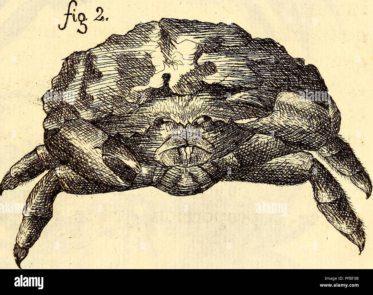 This work offers detailed depictions of marine life, including the ...