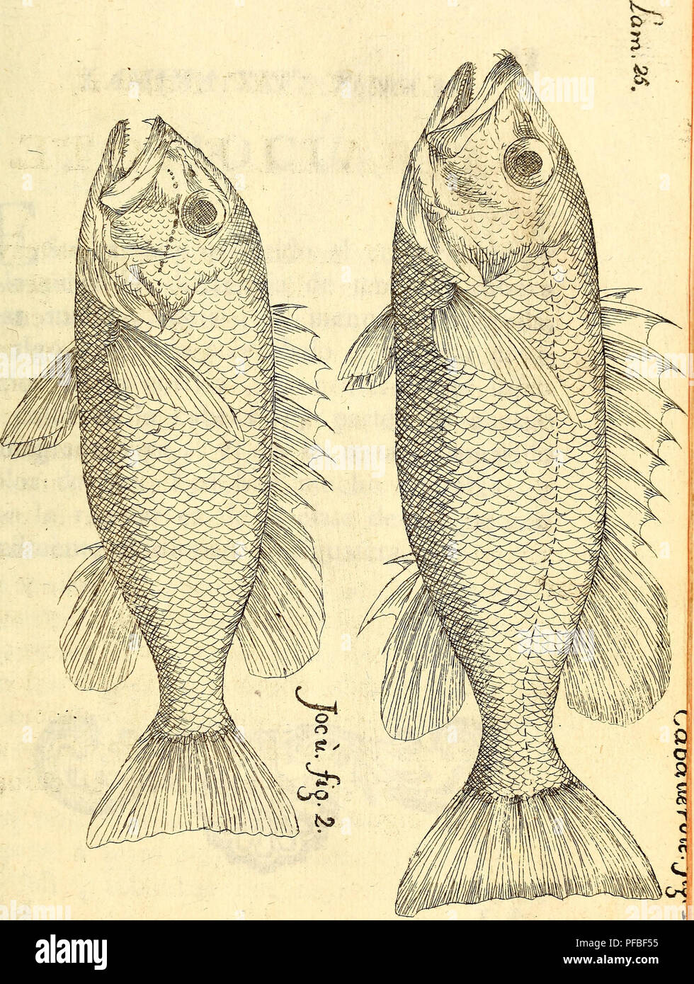 This work describes various pieces of marine natural history, including ...