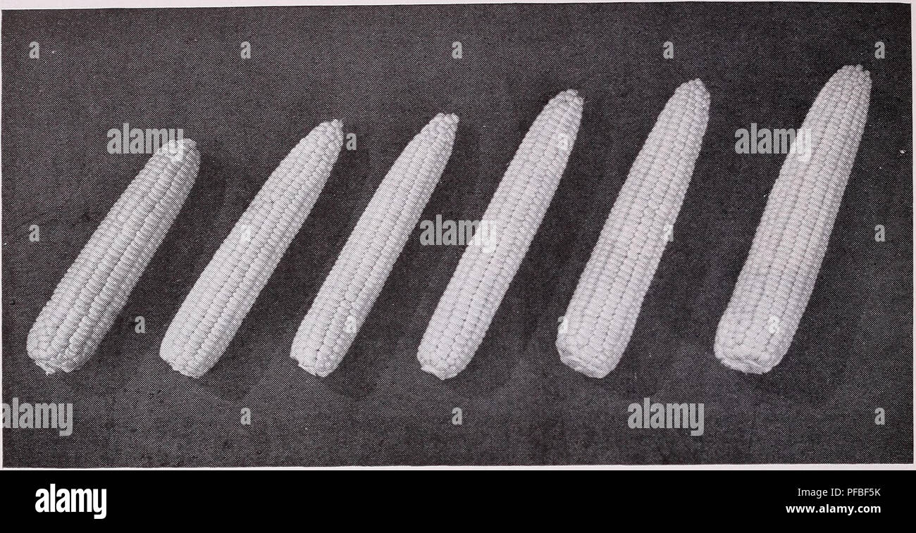Open pollinated variety hi-res stock photography and images - Alamy