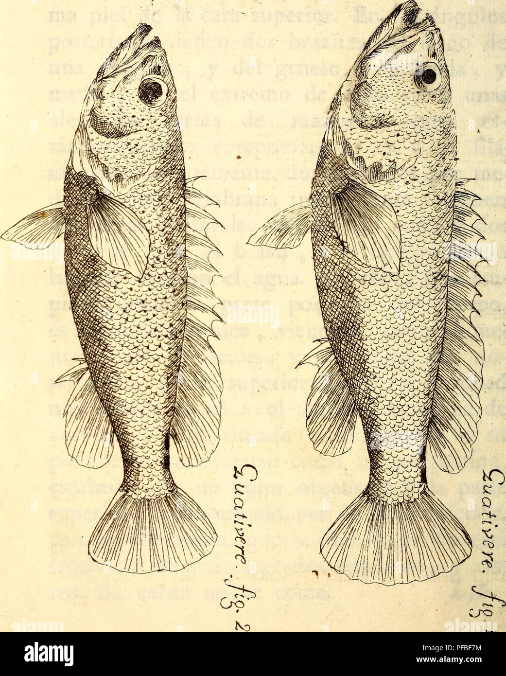 This image comes from 'Description of Various Pieces of Natural History ...
