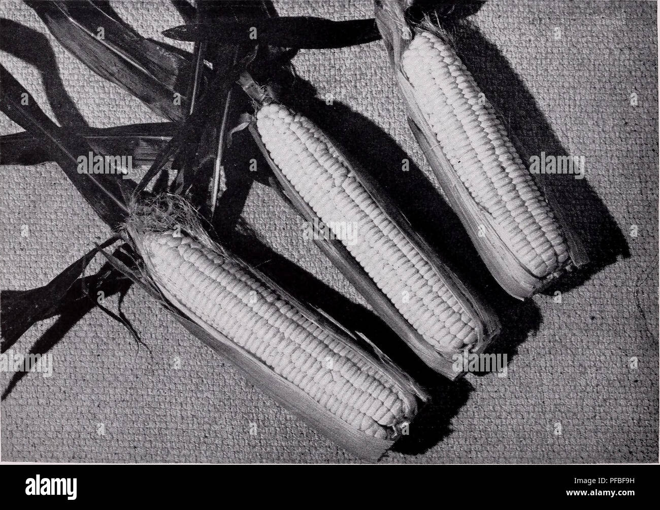 This catalog provides a detailed description of hybrid corn varieties ...