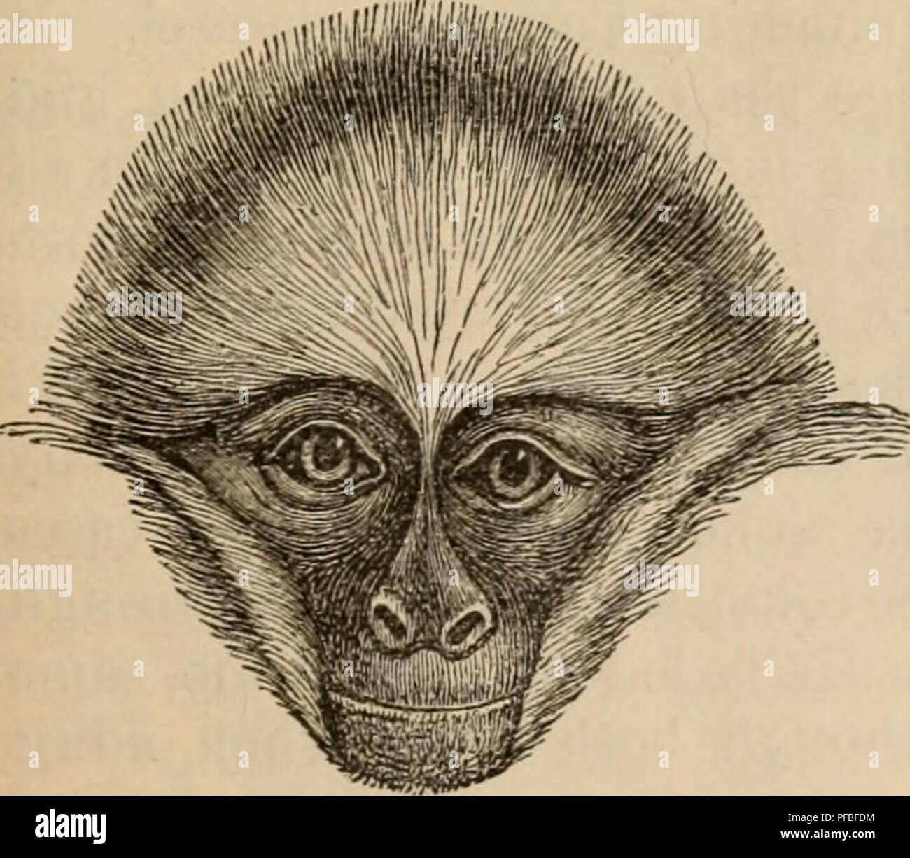 These illustrations from Darwin's *The Descent of Man* show the heads ...