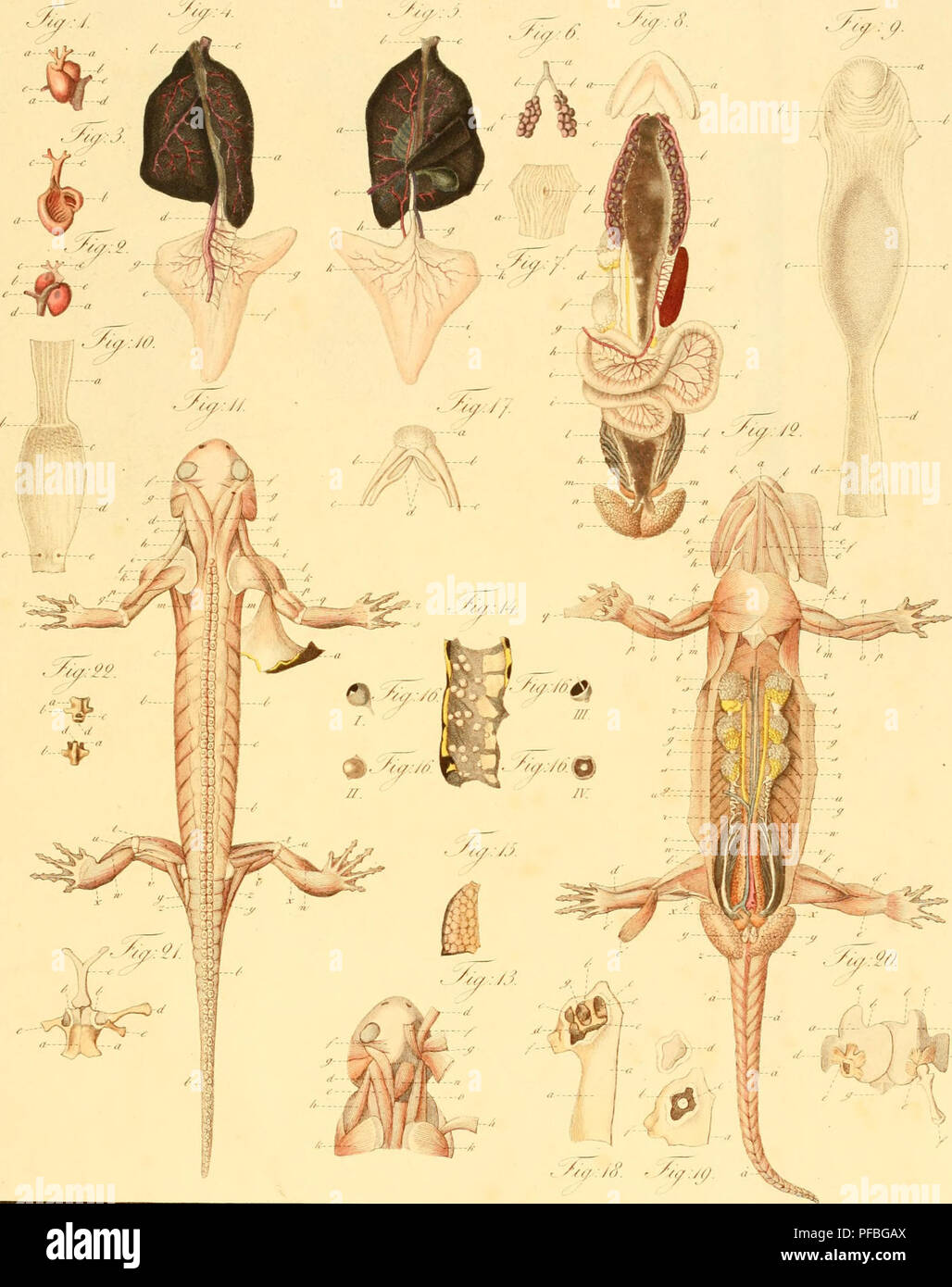 This work focuses on the life cycle, evolution, and development of ...