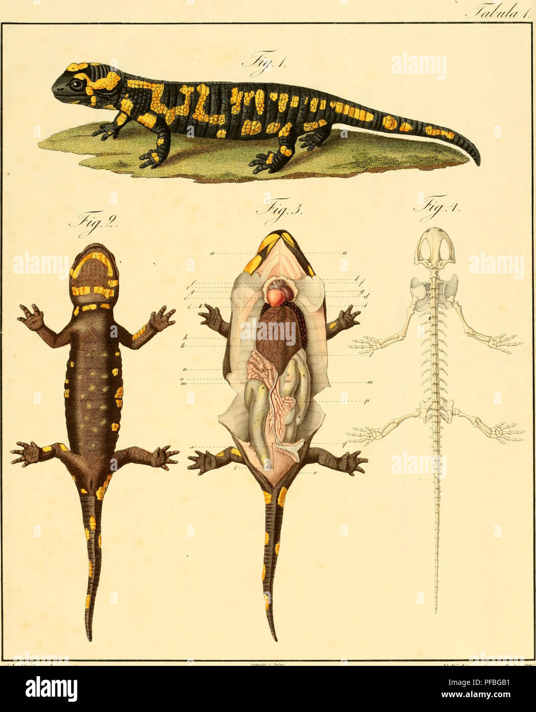 Adolph Friedrich Funk's work examines the life cycle and evolution of terrestrial salamanders ...