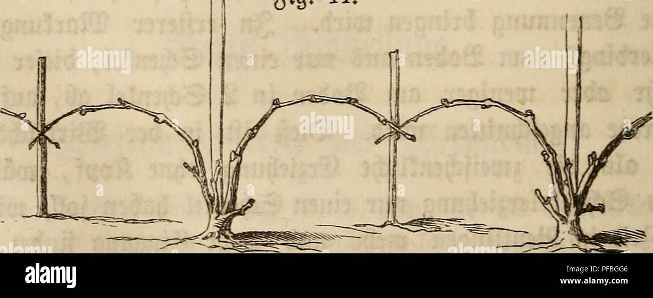 This agricultural text focuses on vineyard management, detailing ...