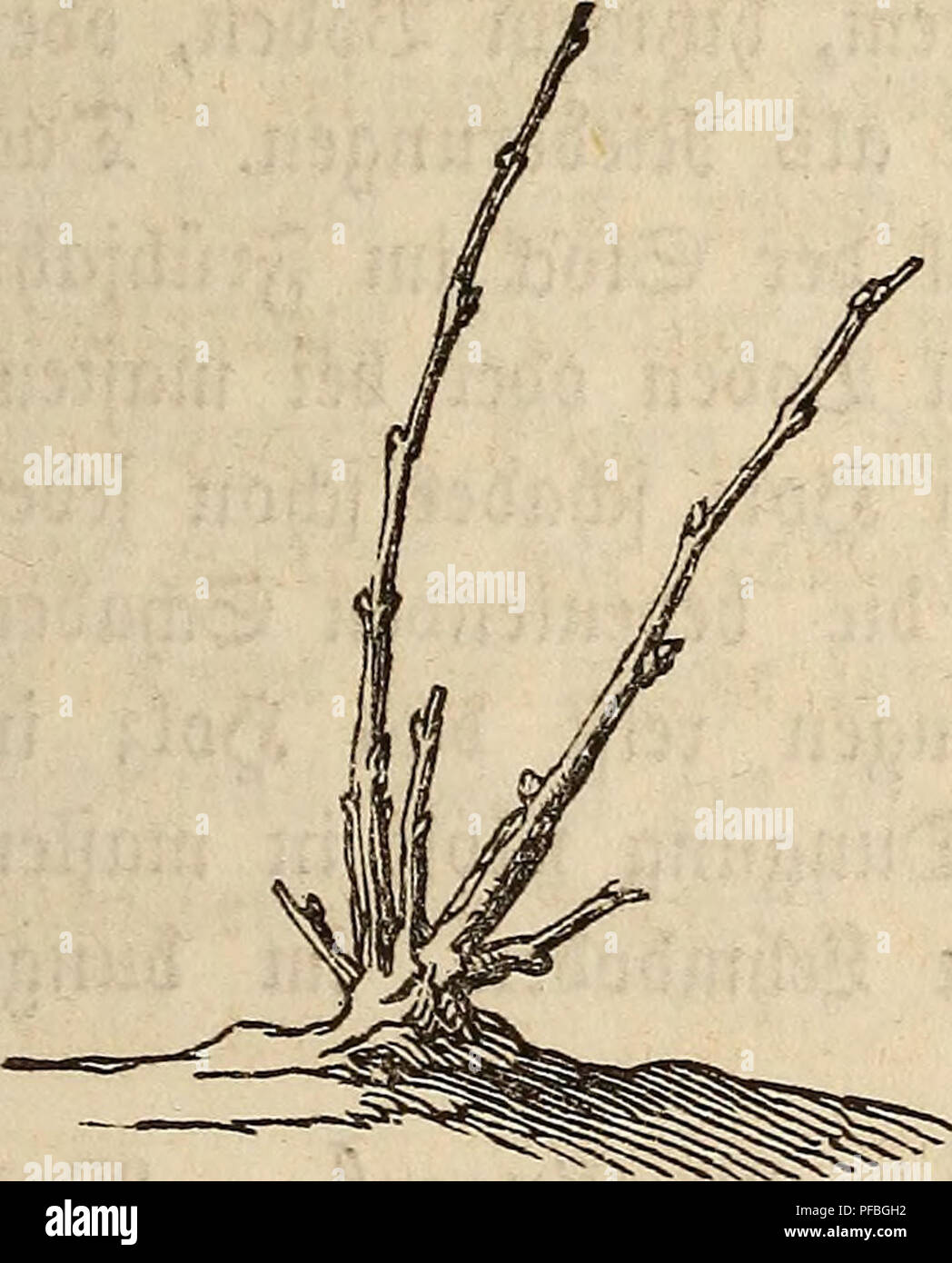 This image is a description of a grapevine variety, detailing its ...