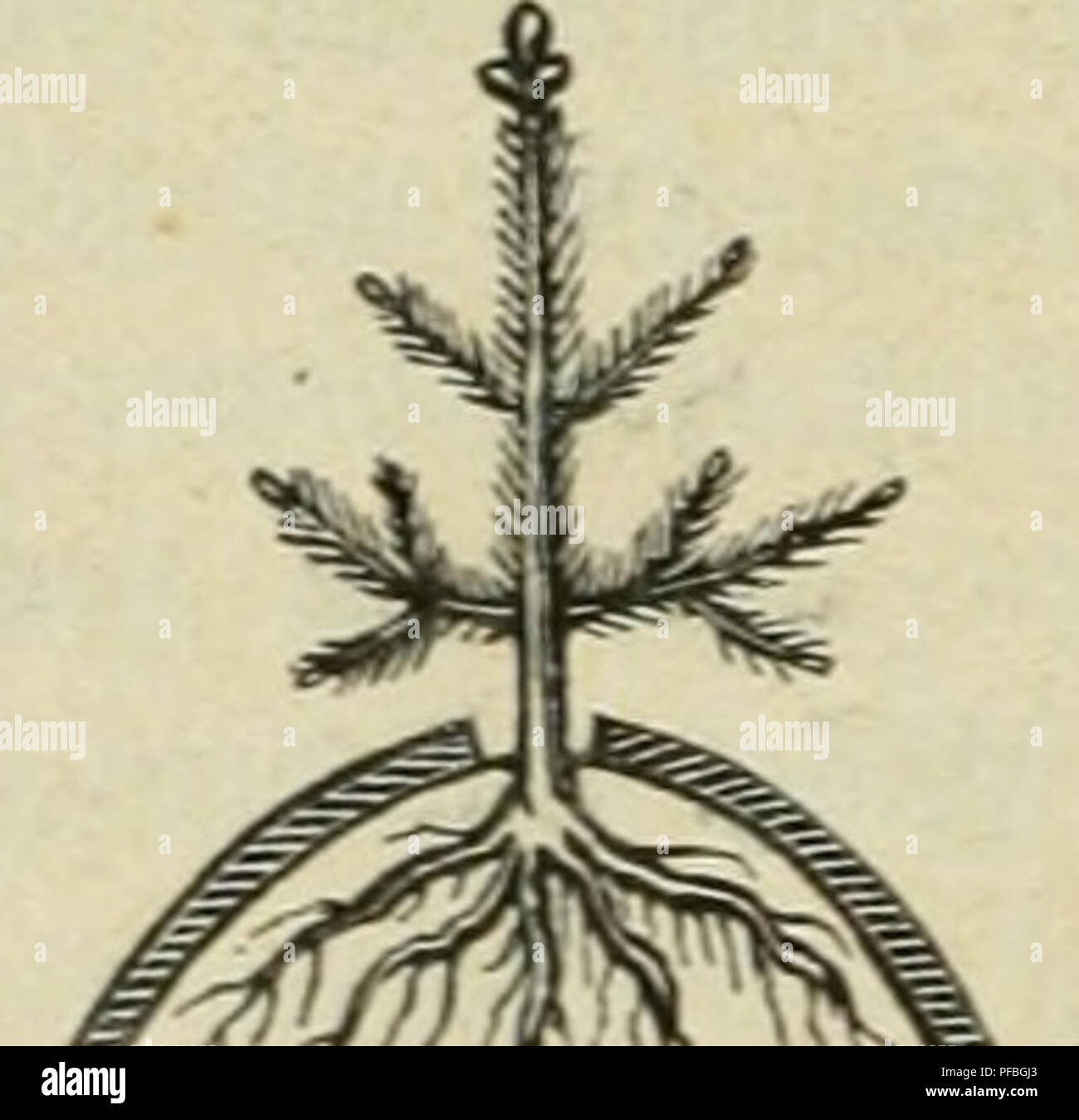 This book offers guidance on forest regeneration, care, and utilization ...