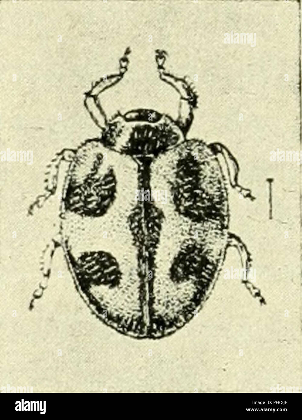 Novius hi-res stock photography and images - Alamy